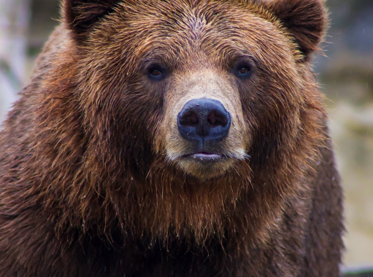 7 Things To Know About Bear Markets │Platinum Wealth Management of Buckhead