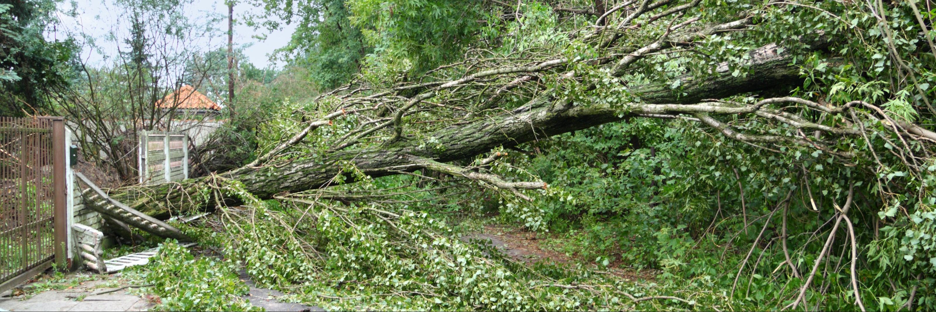Fallen Tree & Branch Damage - Who Pays? | Long & Foster Insurance