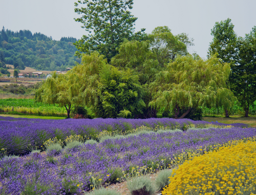 Pacific Advisors Office Locations