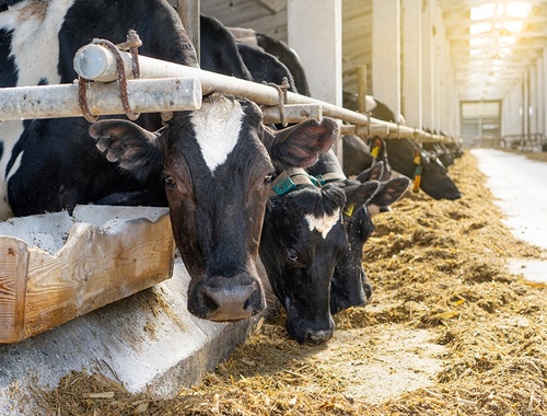 Farm & Ranch Insurance in Maine