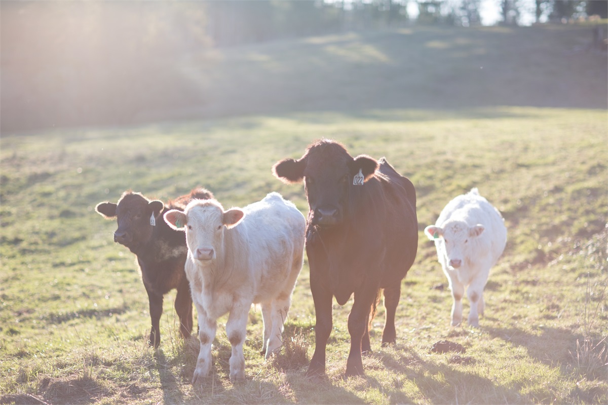 Why Do I Need Farm Insurance and What Type of Coverage Can I Expect ...