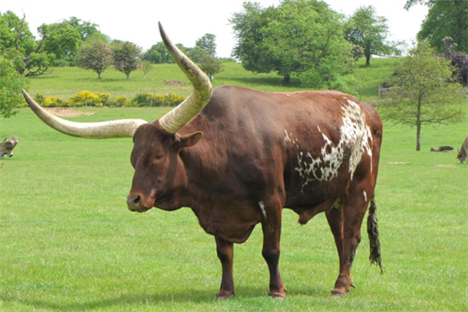 Behold the Mighty Oxen