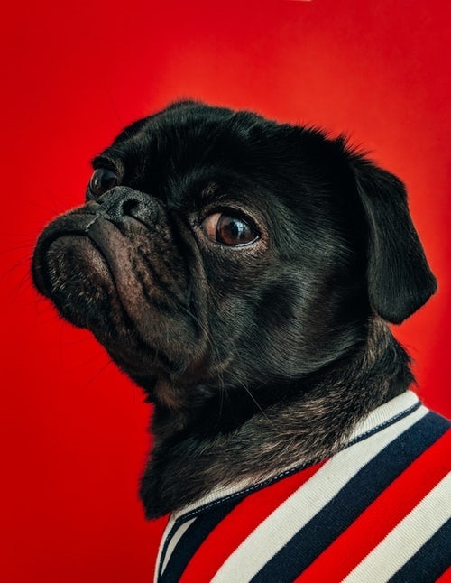 Do I Need To Tell My Insurance Company If My Dog Bites Someone Brown Do I Need To Tell My Insurance Company If My Dog Bites Someone Brown